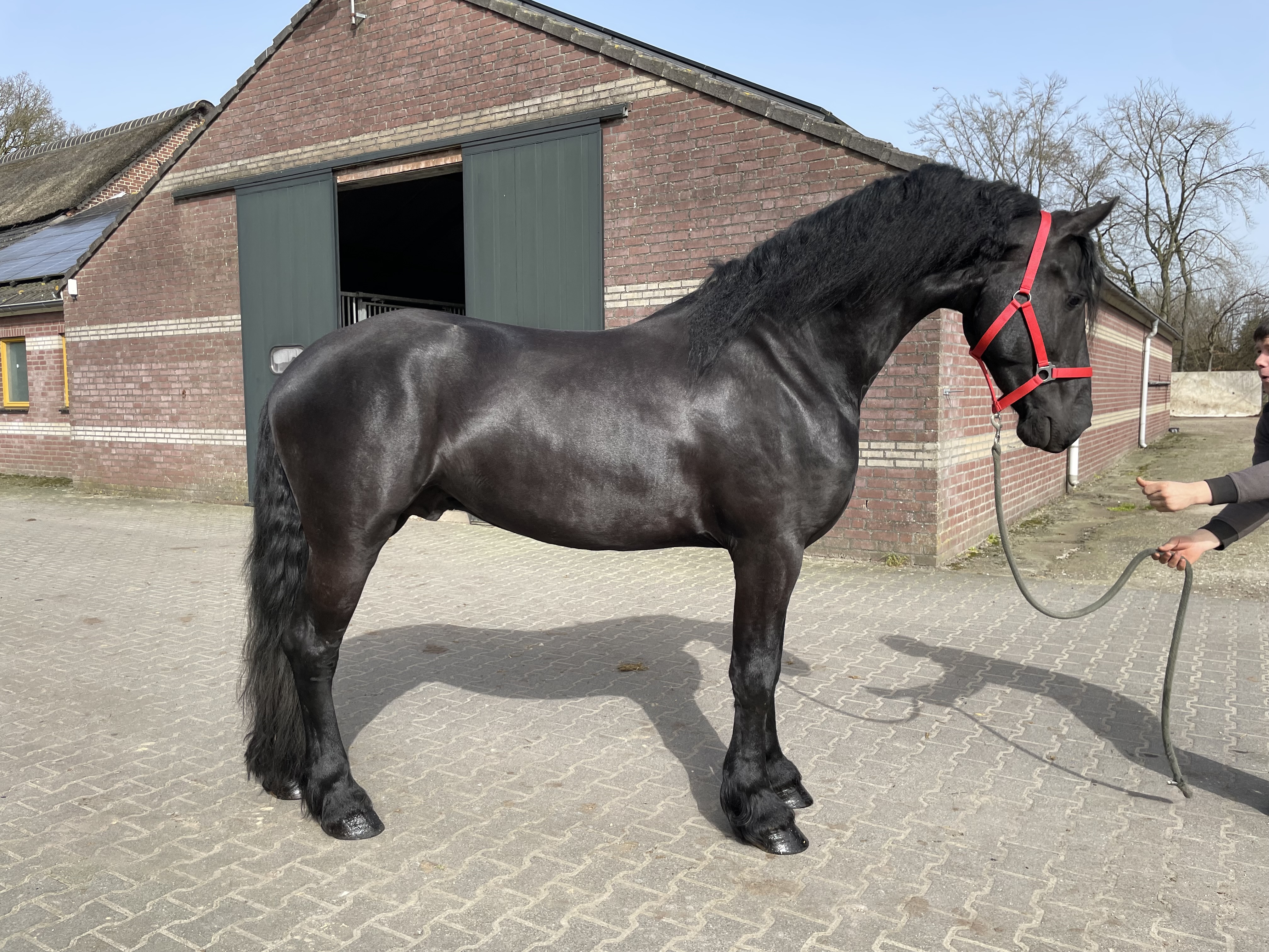 Grote sport ruin 3,5 jaar te koop | SportHorses.nl