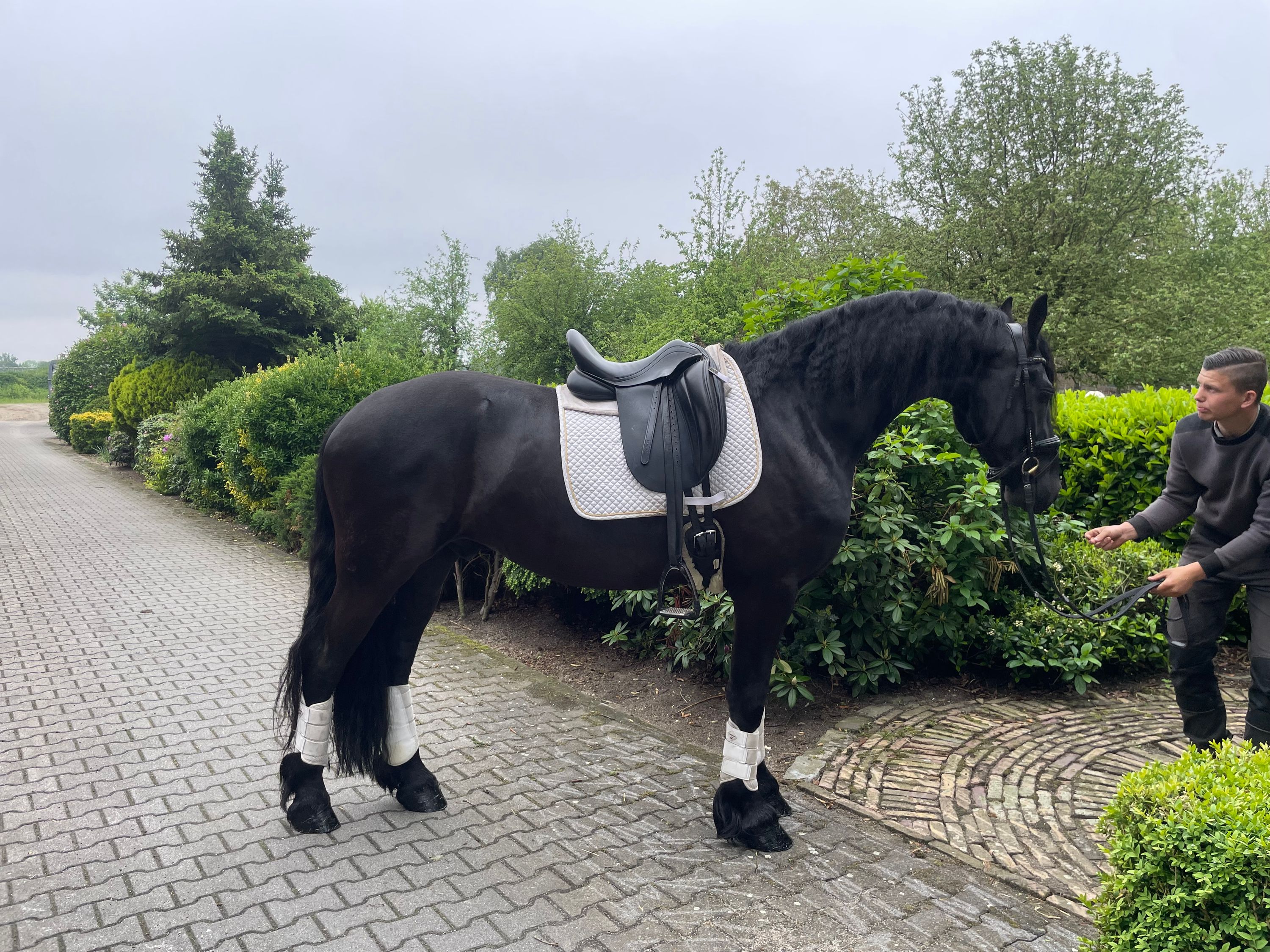 Grote sport ruin 3,5 jaar te koop | SportHorses.nl