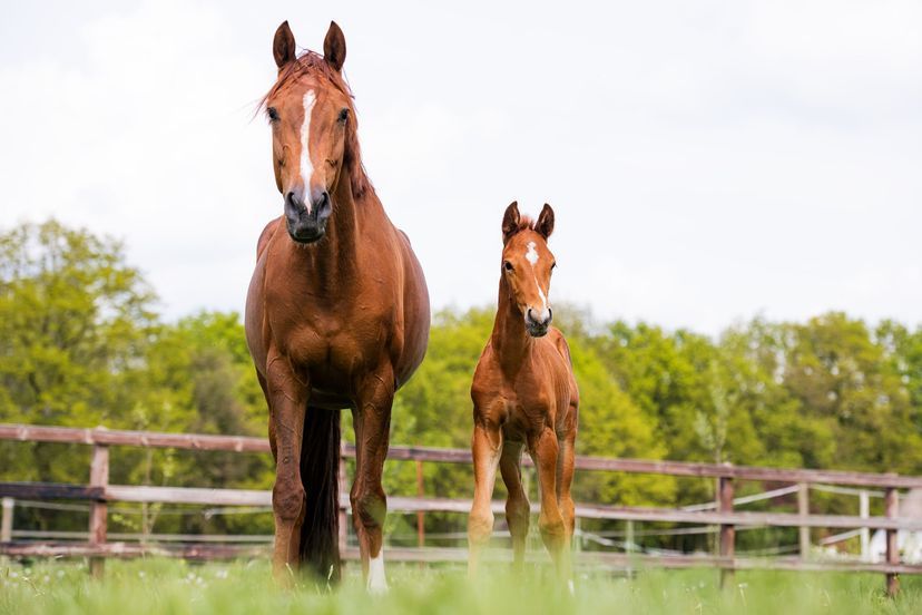 3 jarig toekomst paard | SportHorses.be